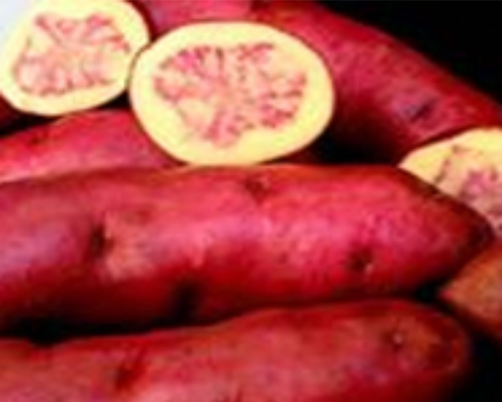 Papas Procesadas – Adelmi