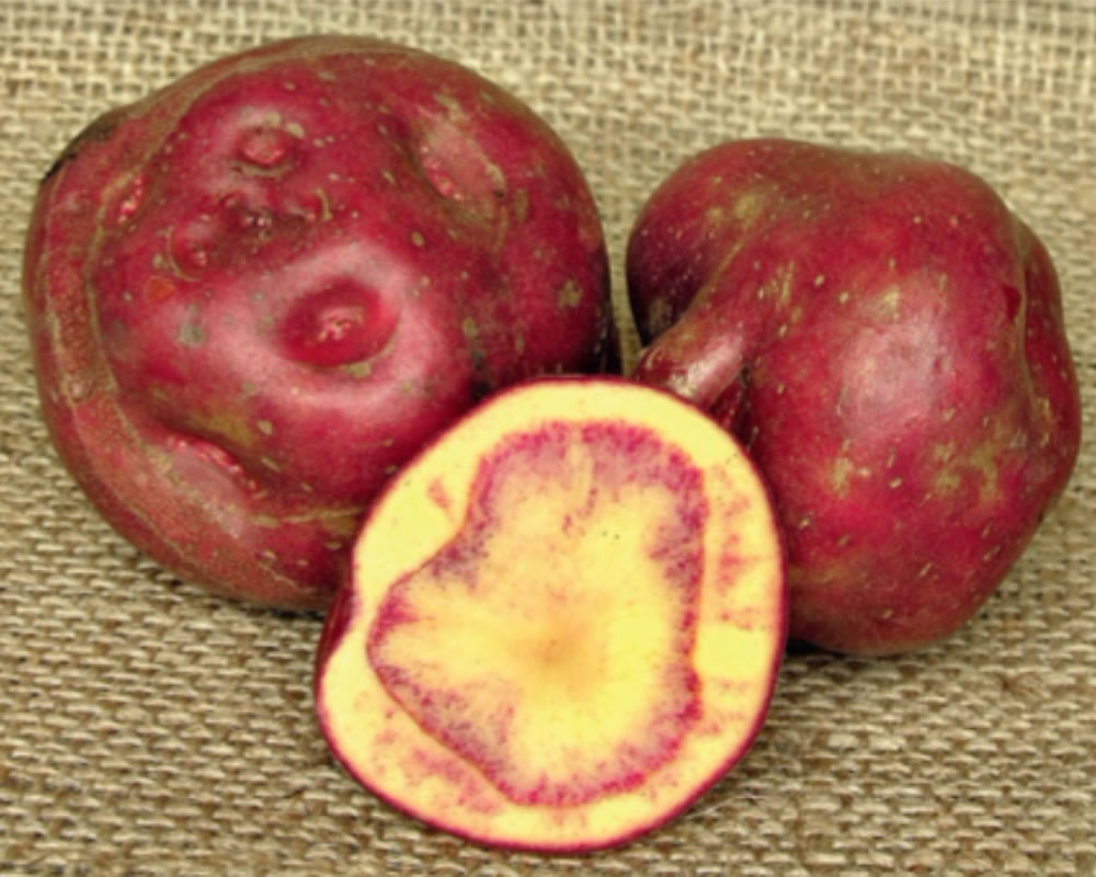 Papas Procesadas – Adelmi